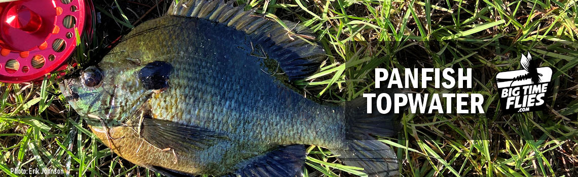 Good-sized bluegill slurping down a little popper is great fun and we ...